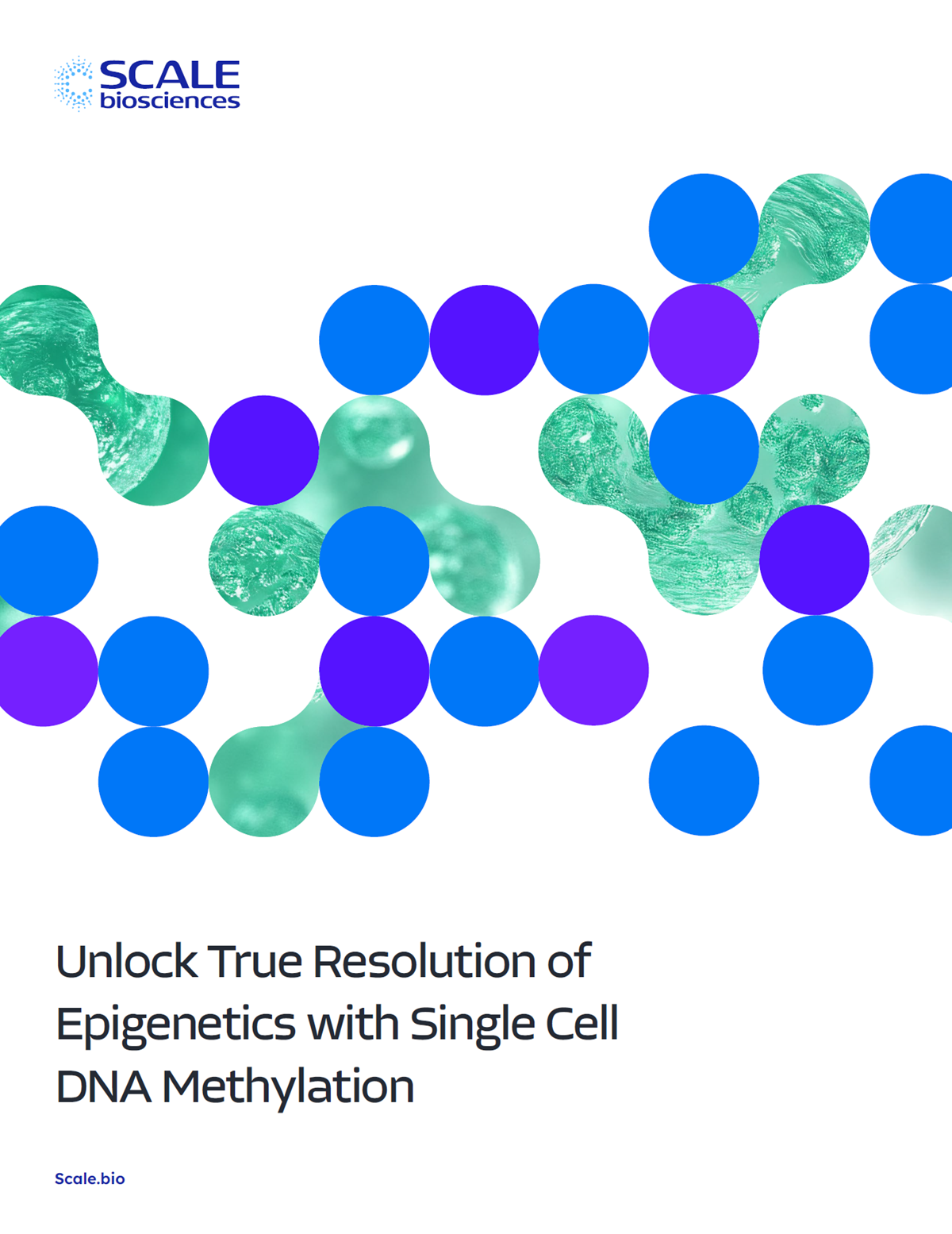 Single Cell DNA Methylation Guide